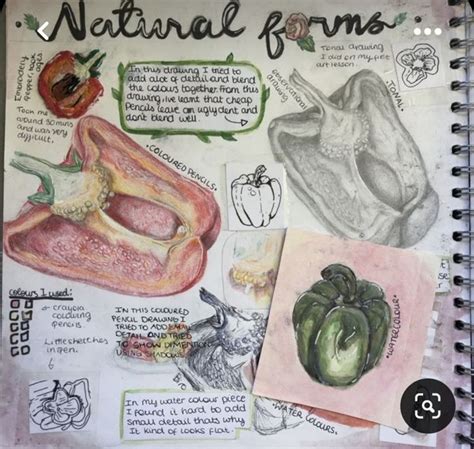 Pin By Yssennagger Moxey On Observational Drawing Natural Form Art Gcse Art Sketchbook Gcse Art