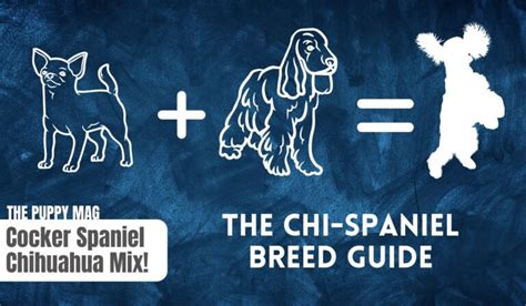 Cocker Spaniel Chihuahua Mix The No1 Chi Spaniel Guide The Puppy Mag