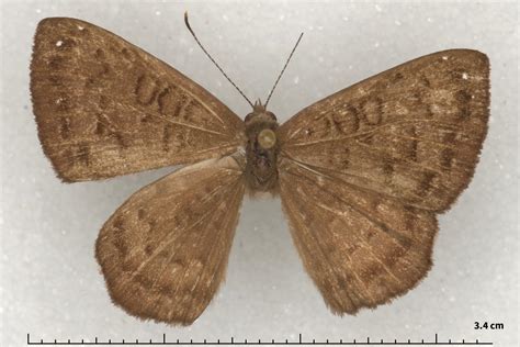 Napaea Agroeca Pinned Specimens