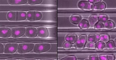 It Turns Out Cells Need To Stay In Shape For Reproductive Success