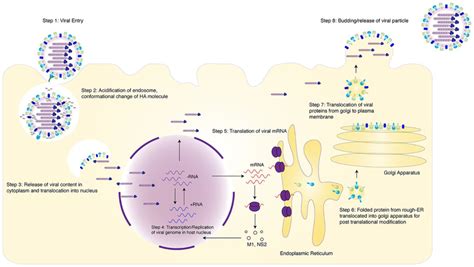 Influenza Virus Life Cycle Animation The Influenza A Virus Replication