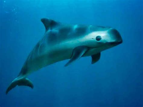 Vaquitas Marinas ¿por Qué Están En Peligro De Extinción