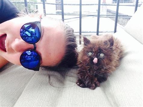 Tiny Runt Blossoms Into Magnificently Floofy Cat Love Meow