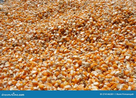 Dried Corn Kernels During The Day Stock Image Image Of Fruit Detail 274146281