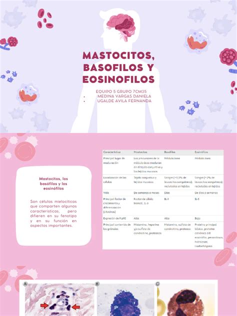 Mastocitos Basofilos Y Eosinofilos Eq5 Pdf Inflamación Anatomía