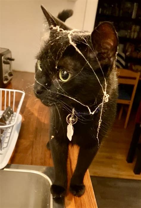 Spooky Kitty Halloween Aesthetic