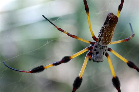 Banana Spider Florida Venomous At Edna Mondragon Blog