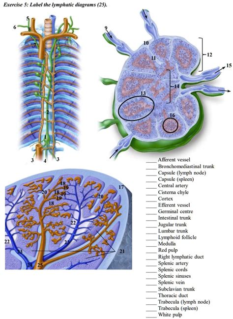 Exercise 5 Label The Lymphatic Diagrams 25 12 Afferent Vessel