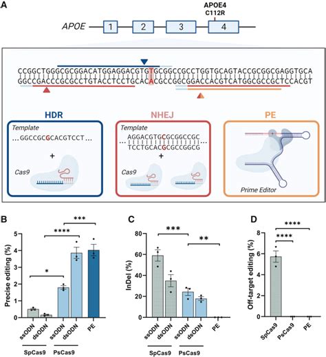 Optimized Prime Editing Of The Alzheimers Disease Associated Apoe4