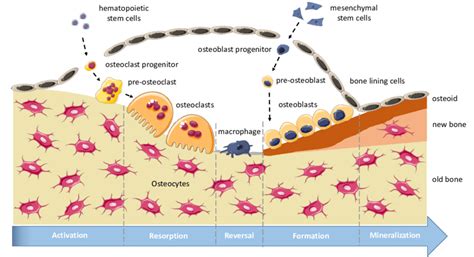 Phases Of Bone Remodeling Schematic Diagram Showing The Different