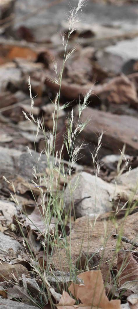 Aristida Mutabilis Eflora Of India