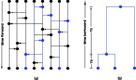5 Moran Dynamics And It Genealogy A One Possible Dynamics Of Eight