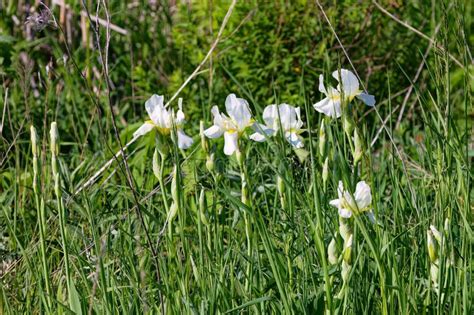 Irises Flowers Stock Image Image Of Botany Landscape 316031827