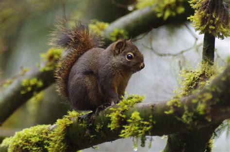 The Douglas Squirrel Tamiasciurus Douglasii