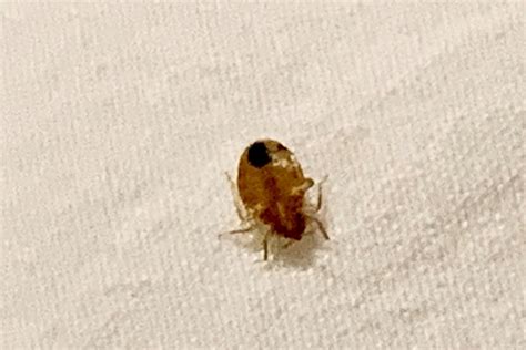 Rubbing Alcohol Bed Bug Treatment Diy Bed Bug Treatment Natural Bed