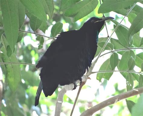 Sunshinecoastbirds Little Yabba Creek Sunshine Coast Hinterland