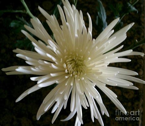 Spider Mum Photograph By Jennifer Mathus Fine Art America