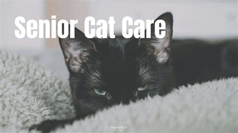 Cat Care Tips Purrfect Alley
