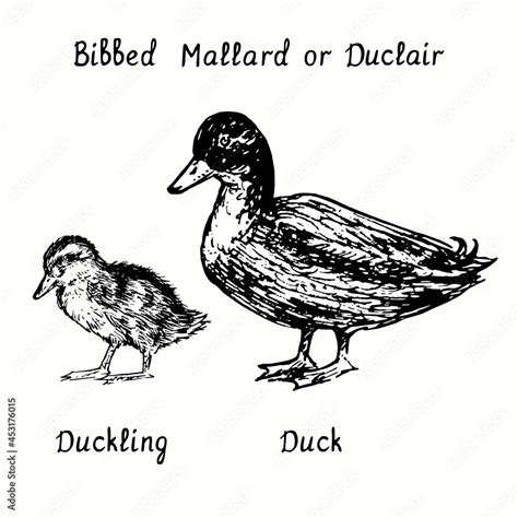 Bibbed Mallard Or Duclair Duck And Duckling Standing Side View Ink Black And White Doodle