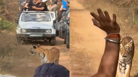 Gypsy Drivers Guides Caught Harassing Tigress Cubs