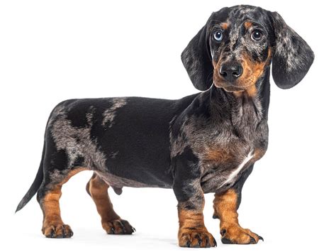 Dapple Dachshund Unique Coats And Genetic Health Guide Ukpets