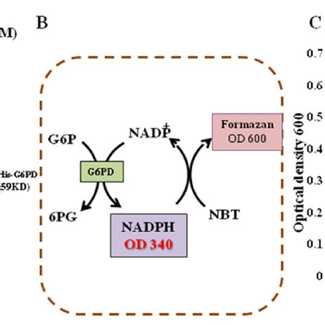 A Purity Test Of The Purified Rg6pd Protein B Principle Of G6pd