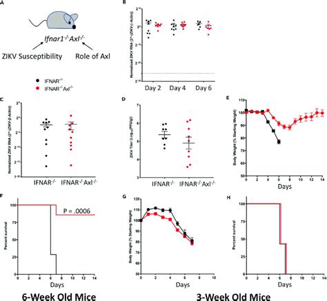 The Tam Receptor Axl Is Not Required For Replication Of Zikv In Vivo Download Scientific