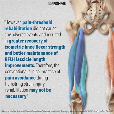 Ptmohamd Mohy On Linkedin Hamstring Straine Protocol