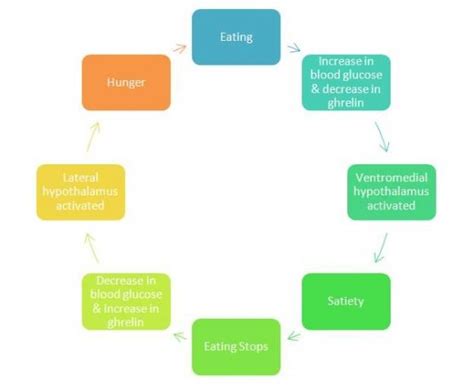 Diagram Of Psychology Year 2 Eating Behaviour Quizlet