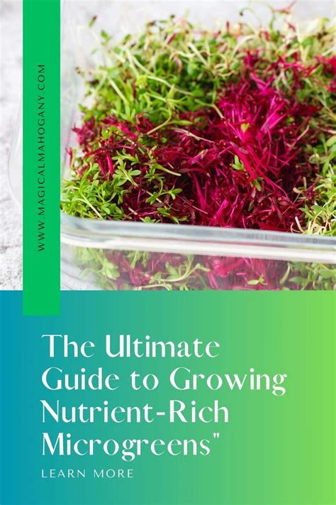 The Ultimate Guide To Growung Nutrient Rich Microgreens