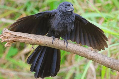 Groove Billed Ani American Bird Conservancy
