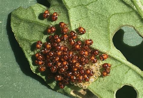 Brown Marmorated Stink Bug Life Cycle A Quick And Comprehensive Guide