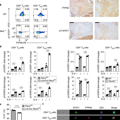 Validation Of Stat1 And Stat3 Chip Seq Data A Representative Peak
