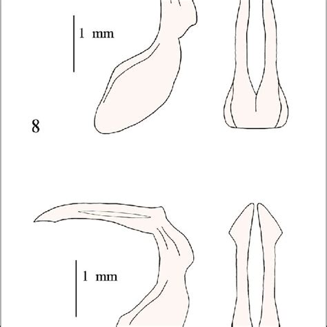 Aedeagus Lateral And Dorsal View Of Pachydema Hirticollis Figure 9 Download Scientific