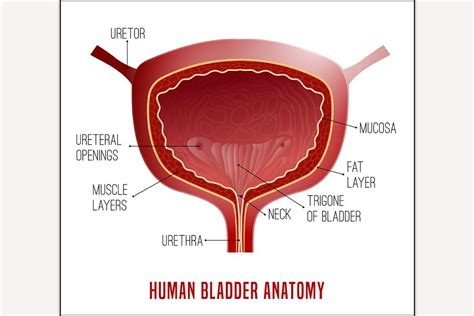 Bladder Anatomy Scheme Pre Designed Photoshop Graphics ~ Creative Market