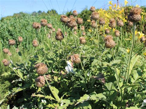 Stemmacantha Centaureoides Ballyrobert Gardens