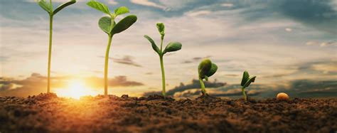 Crop Progress Report The Delong Co Inc