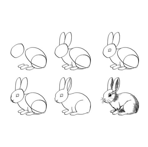 Rabbit Drawing A Guide To Rabbit Drawing Careerguide