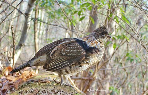Ruffed Grouse Dust Bathingalmost Winterberry Wildlife