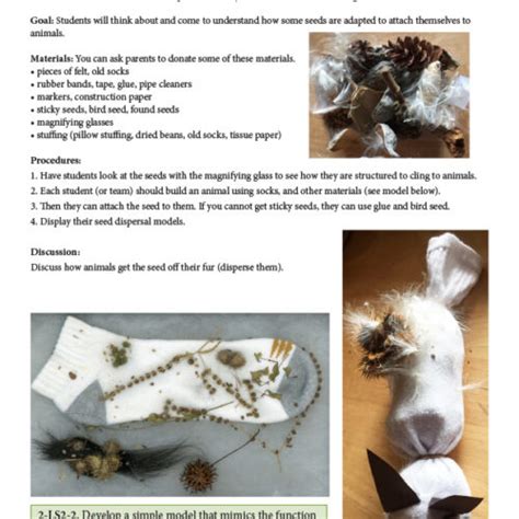 Plant Pollination And Seed Spreading Interdependent Relationships In