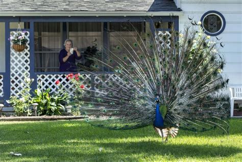 Female Peacocks Vs Males Surprising Differences Youve Never Noticed