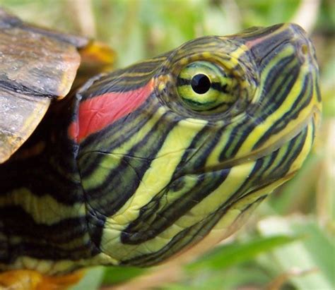 How To Care The Red Eared Slider Turtle Red Eared Slider Turtle