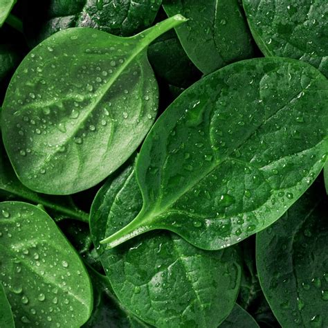 Best Of L Methylfolate Uses Effects Dosage And Interactions