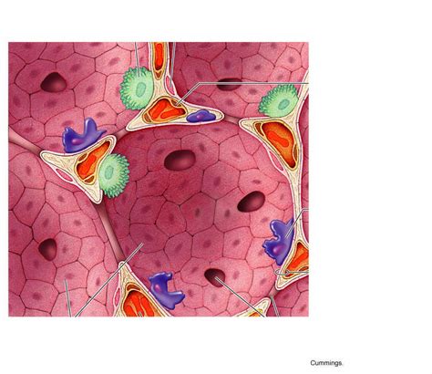 Alveolar Epithelium Diagram Quizlet