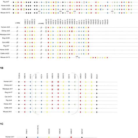 the three replication dependent histone gene clusters in mammals gene