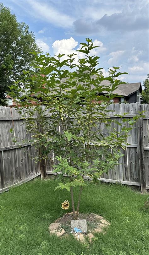North Texas Tree Id Rtreeidentification