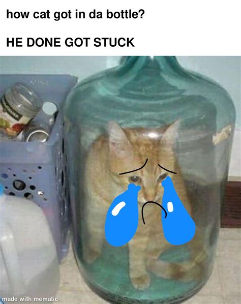 How Cat Gotten Stuck R Memes