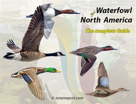 Duck Identification Chart