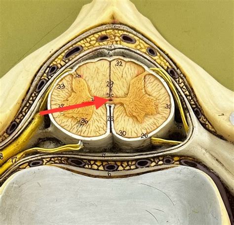 Part 2 Transverse Spinal Cord And Synaptic End Bulb Flashcards Quizlet