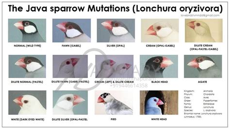 Java Sparrow Mutations Chart